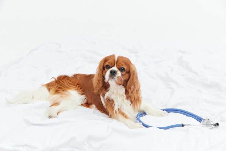 Thoracocentesis In Palm Beach County, FL 33480 | Vision Veterinary Imaging